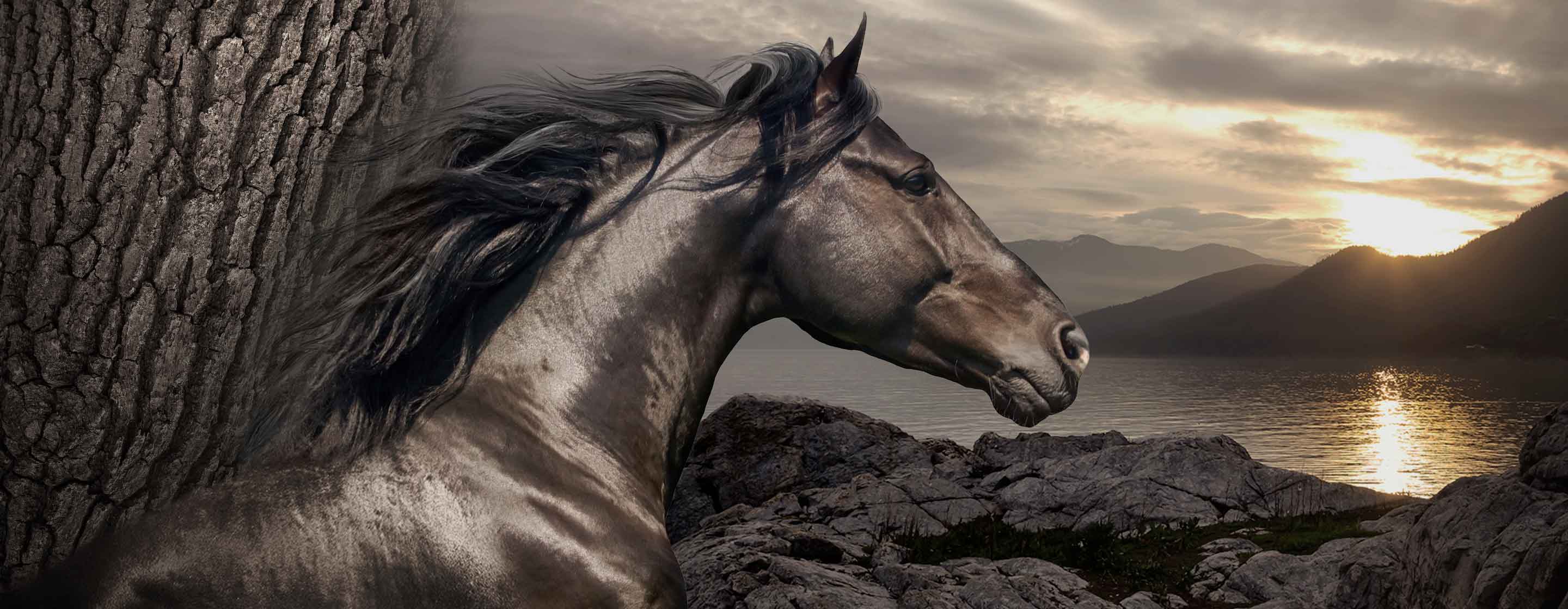 2019 Shingle Color of the Year - Black Sable | Owens Corning Roofing